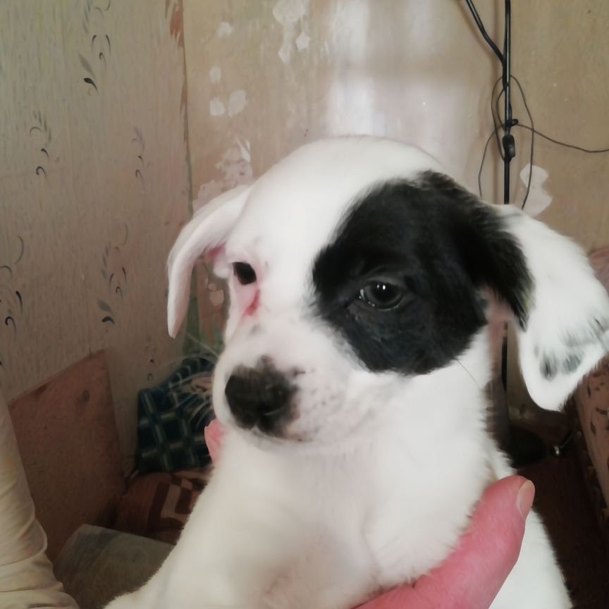 Рэт-терьер, щенок