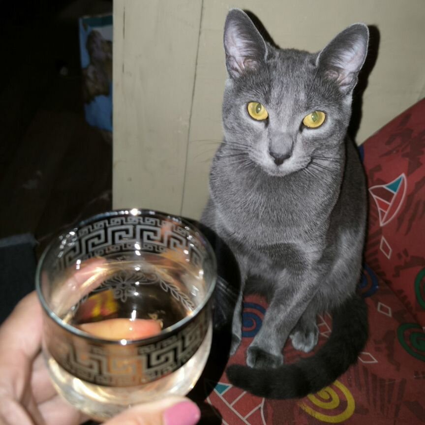 Русский голубой котёнок