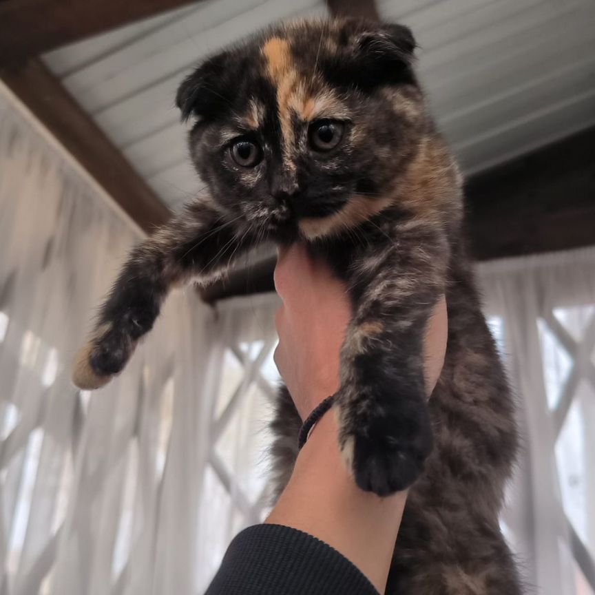 Котенка оставляют на дачах Срочный пристрой