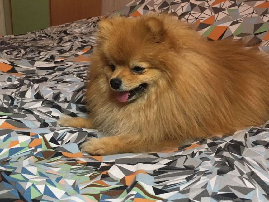 Померанский шпиц вязка