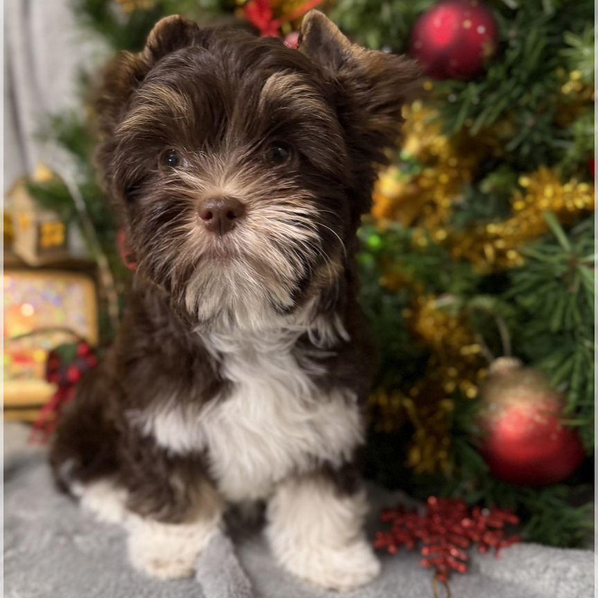 Биро-йоркширский терьер, щенок