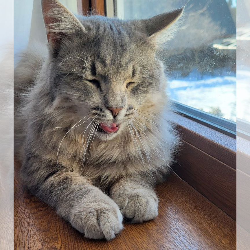 Котёнок 8 мес. Домашний