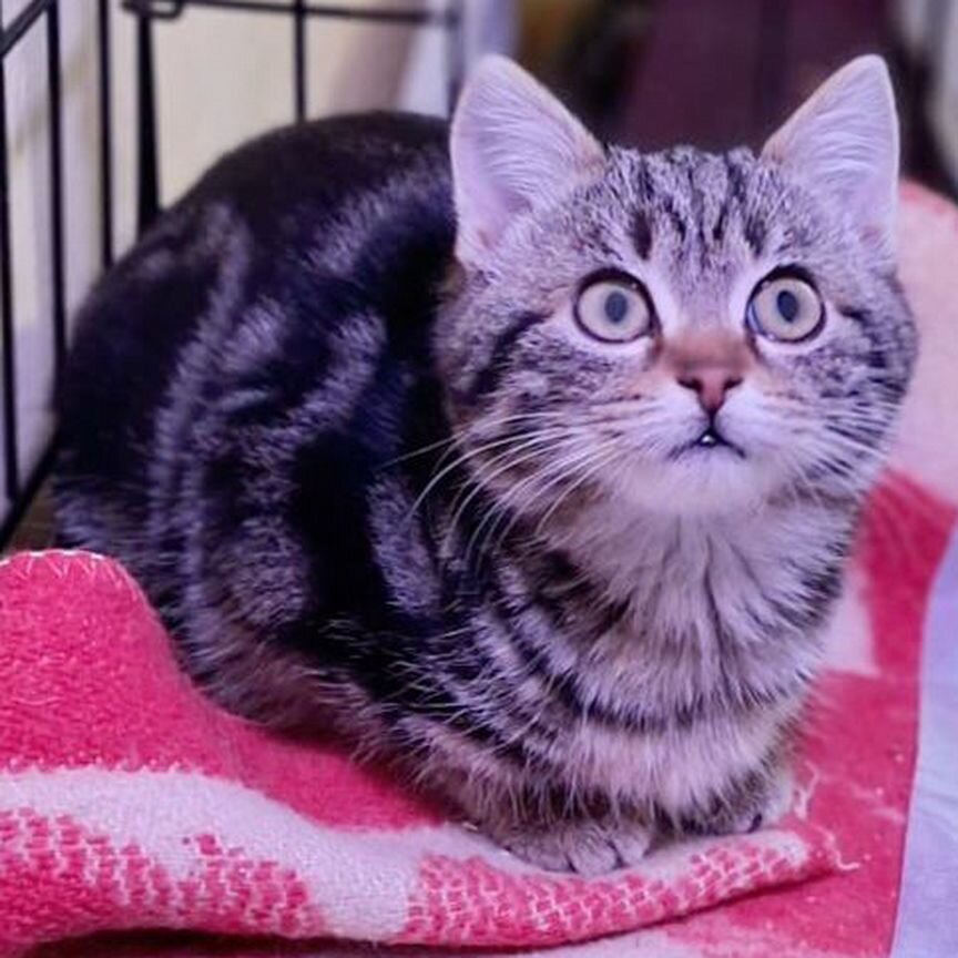 Британский короткошёрстный котёнок