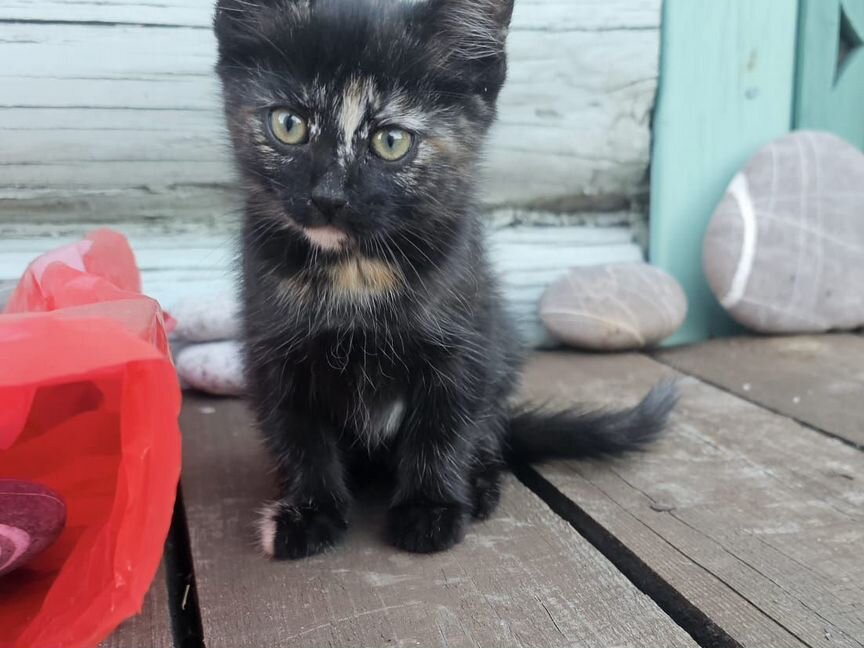 Кошка котенок девочка 8 недель