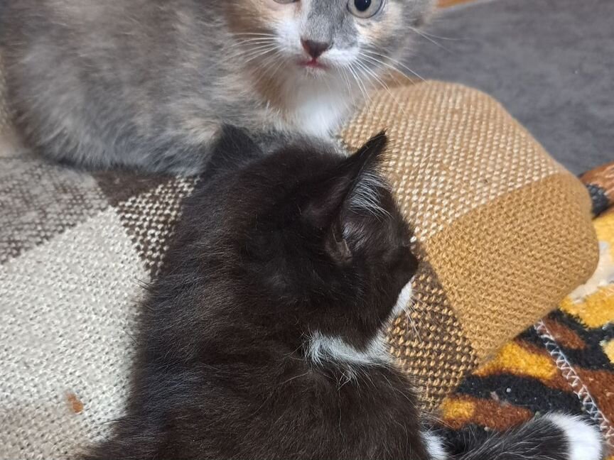Котята в добрые руки