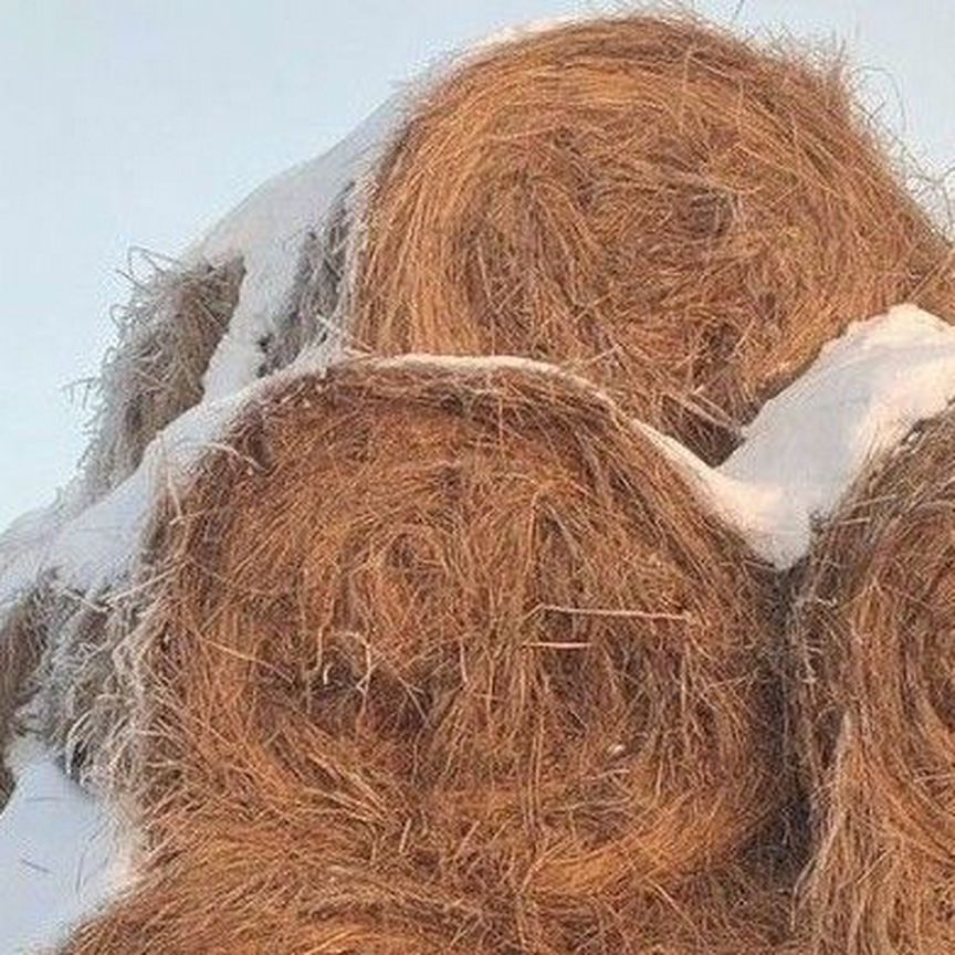 Сено в рулонах