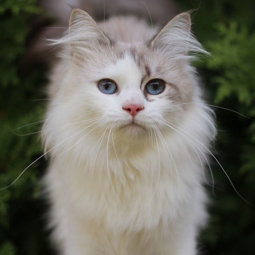 Невская маскарадная кошка