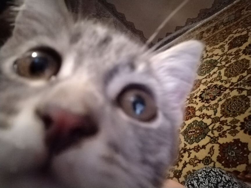 Кошка Бусинка