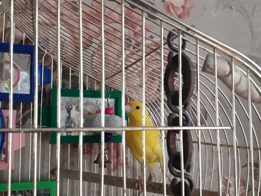 Кенор