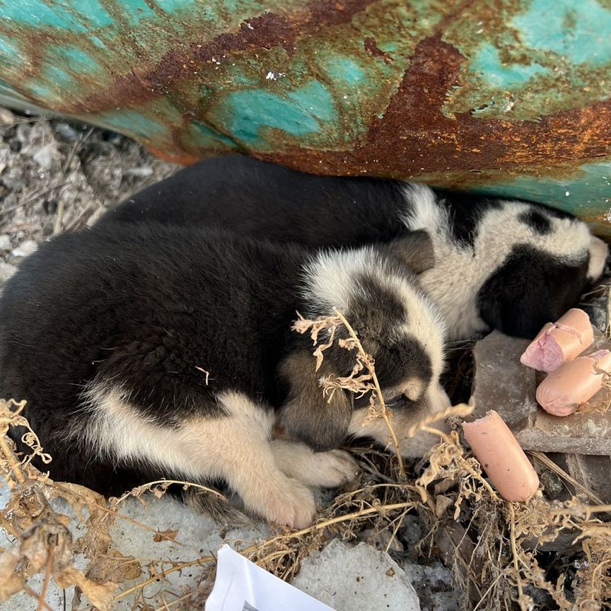 Щенки сторожевые