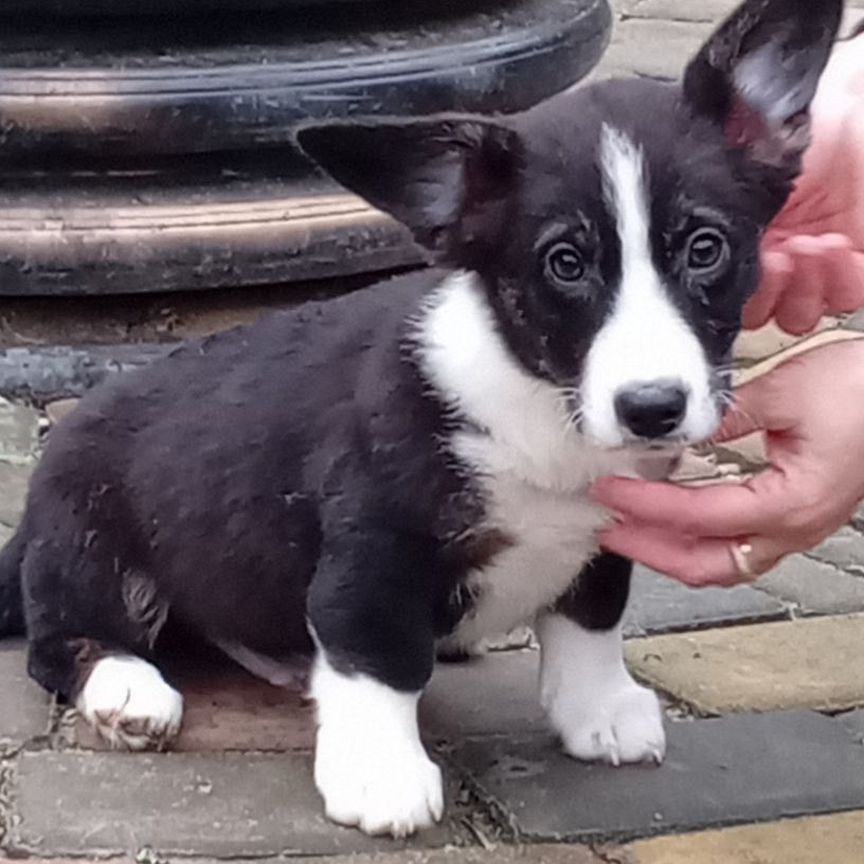 Вельш Корги Кардиган, щенок