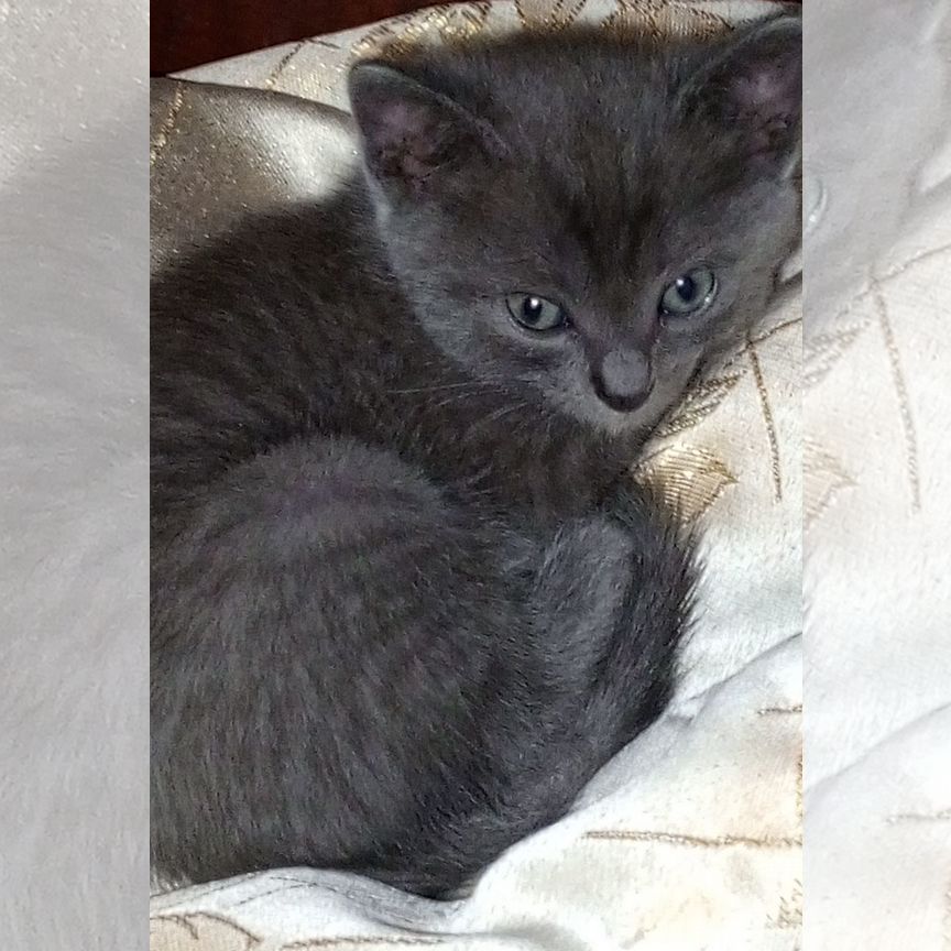 Отдам кота