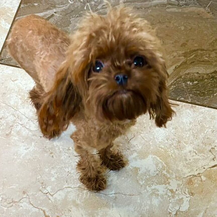 Той-пудель, щенок