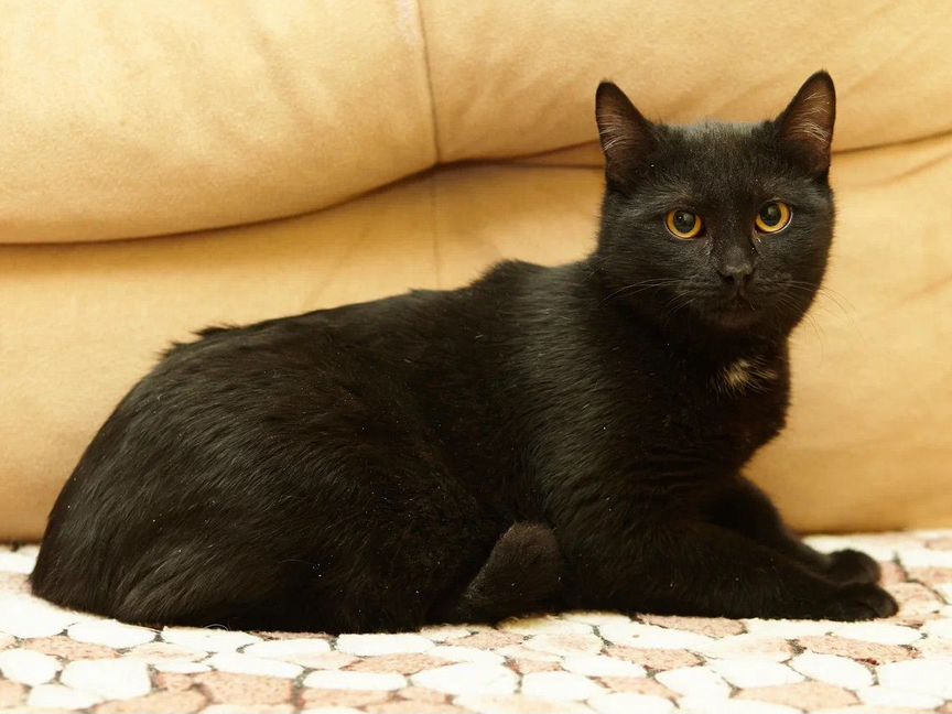 Котенок девочка Фекла 7 месяцев