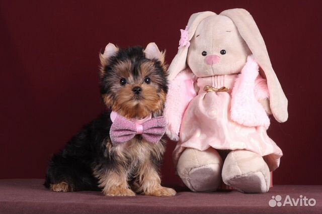 Йоркширский терьер девочка Фиби РКФ