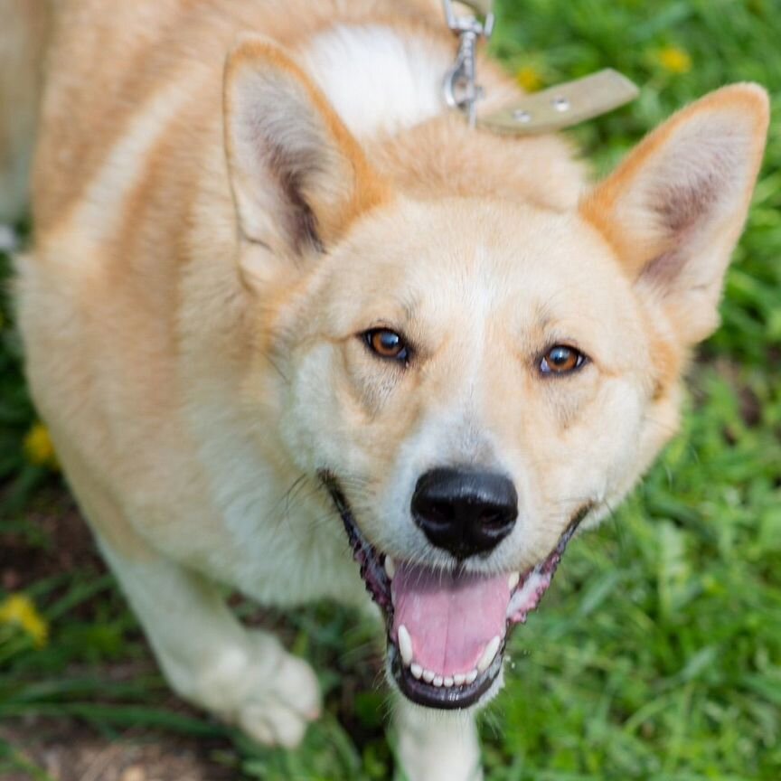 Собака в добрые руки