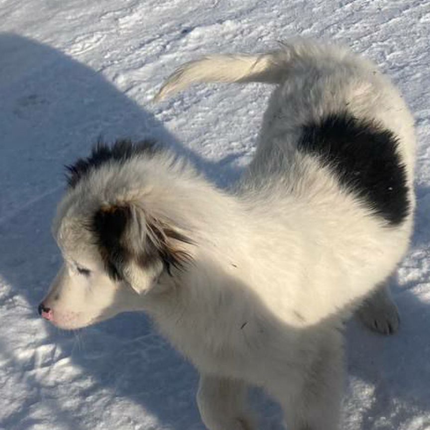 Бордер-колли, щенок