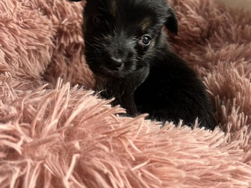 Щенуля в добрые руки