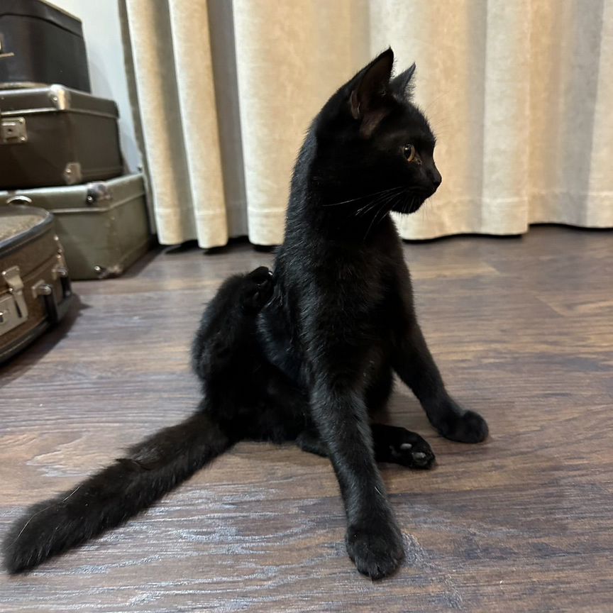 Отдам Черный котенок Полночь месяца 3