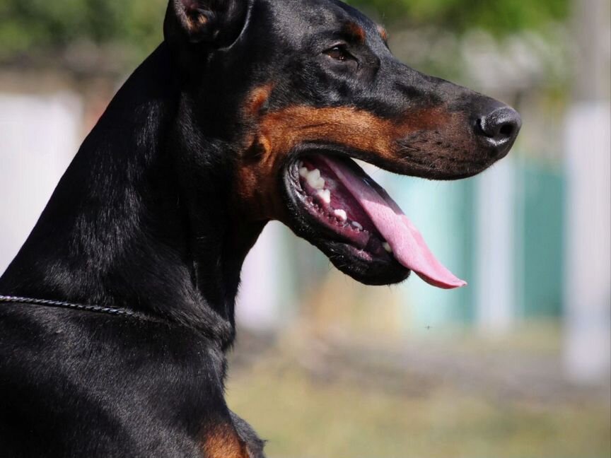 Щенки добермана