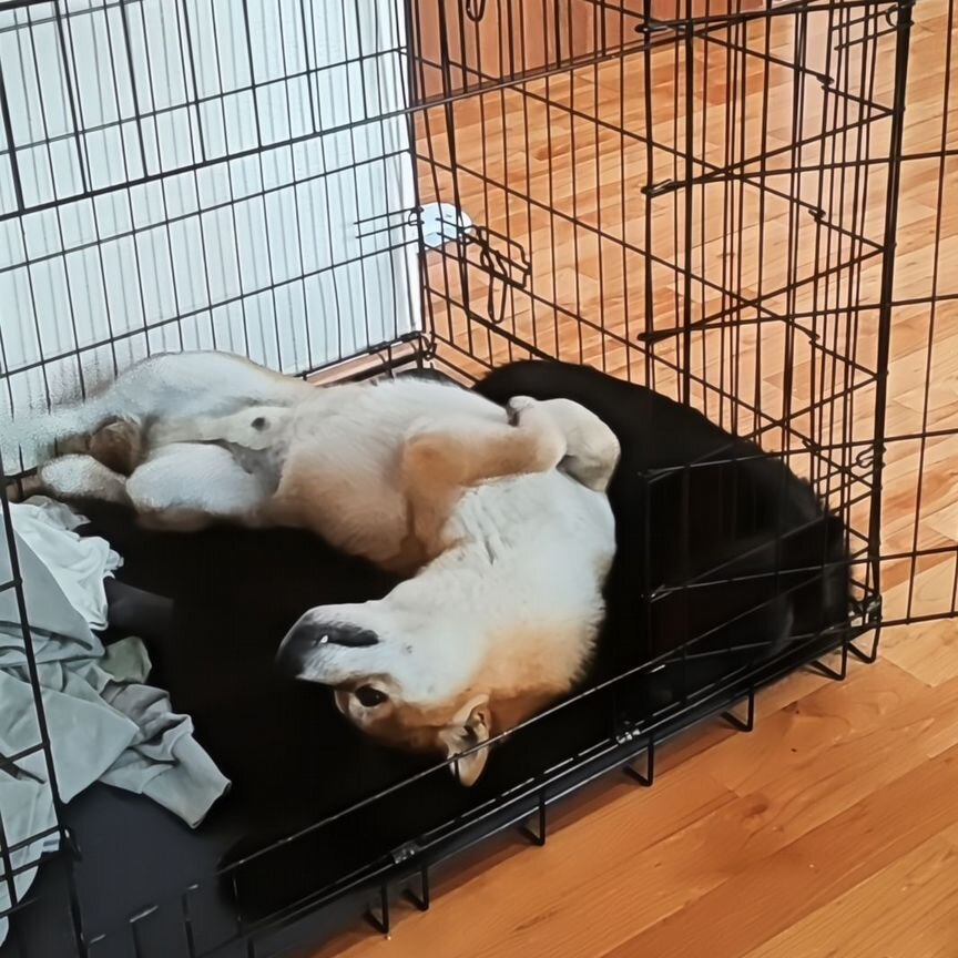 Клетка вольер для собак бу #5