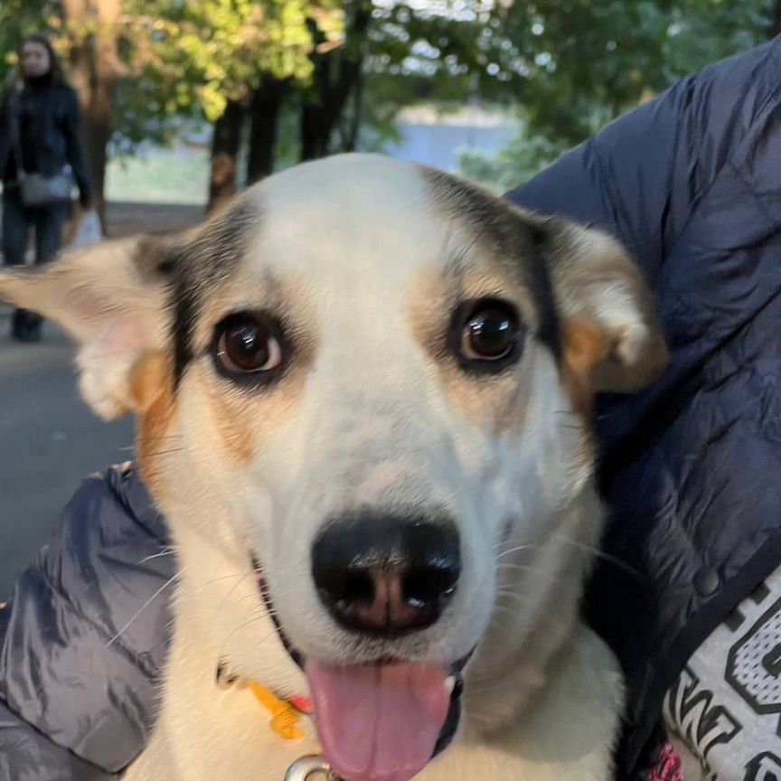 Семейная собака