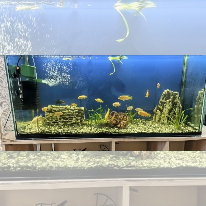 Аквариум и рыбки