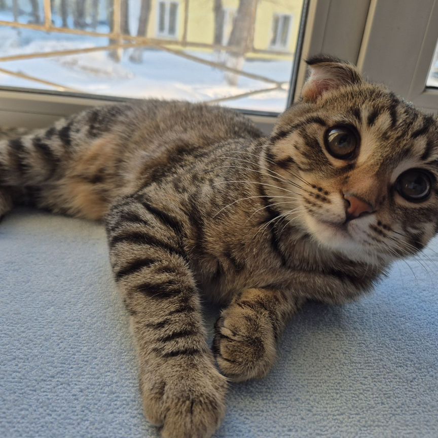 Кот
