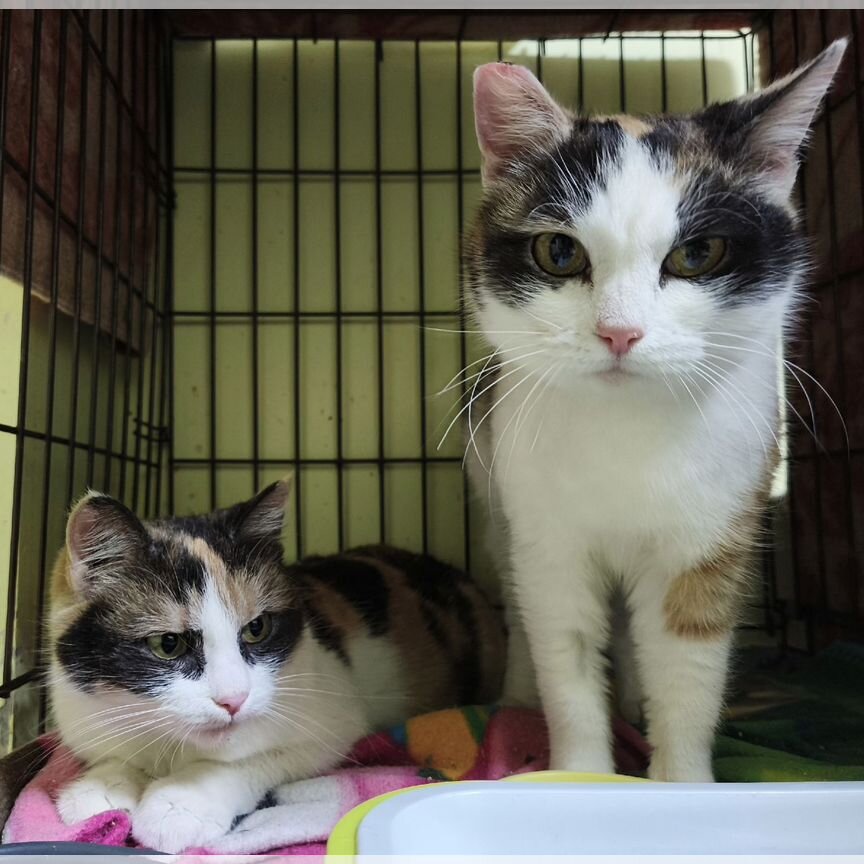 Взрослая, Девочка кошка в добрые руки