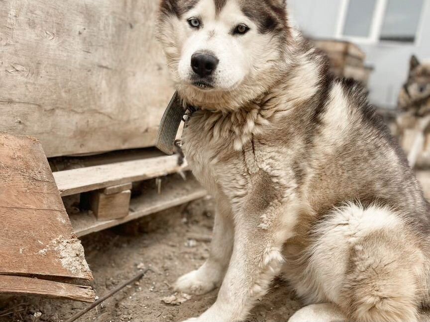 Аляскинский маламут в добрые руки