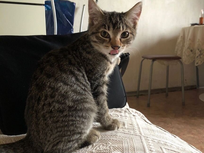 Продам котенка Европейской проды доставка