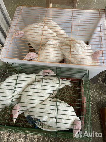 Индюки биг 6