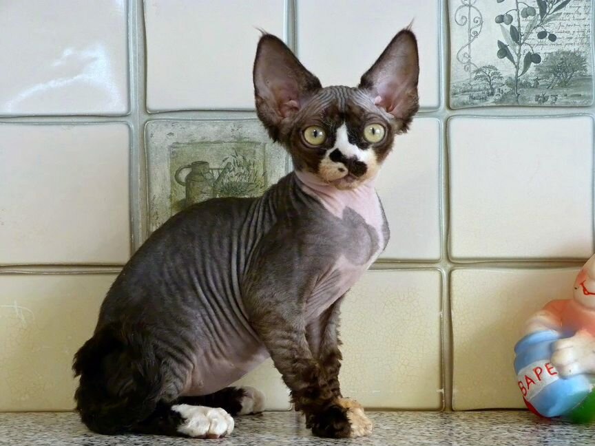 Котята девон рекс