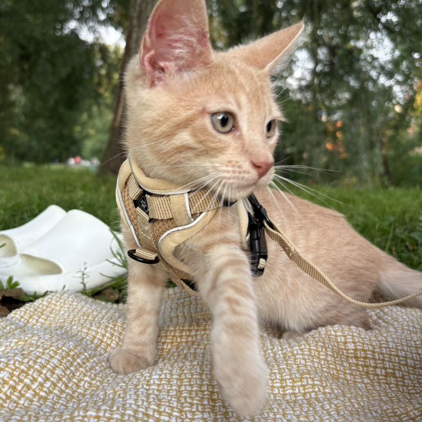 Шлейка XS для кошек и маленьких собак