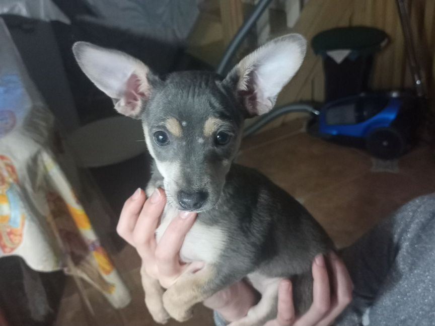 Маленькая породистая собака