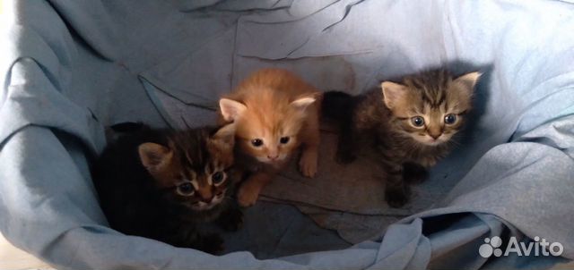 Котята от Сибирской кошки