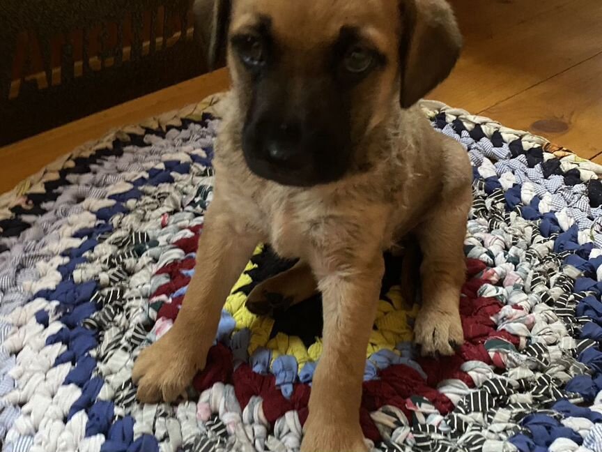 Щенок в добрые руки бесплатно мальчик