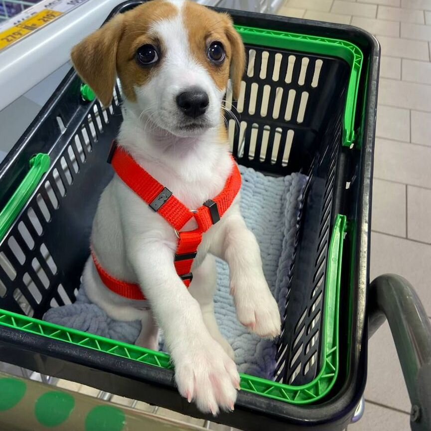 Щенок джек рассел терьер