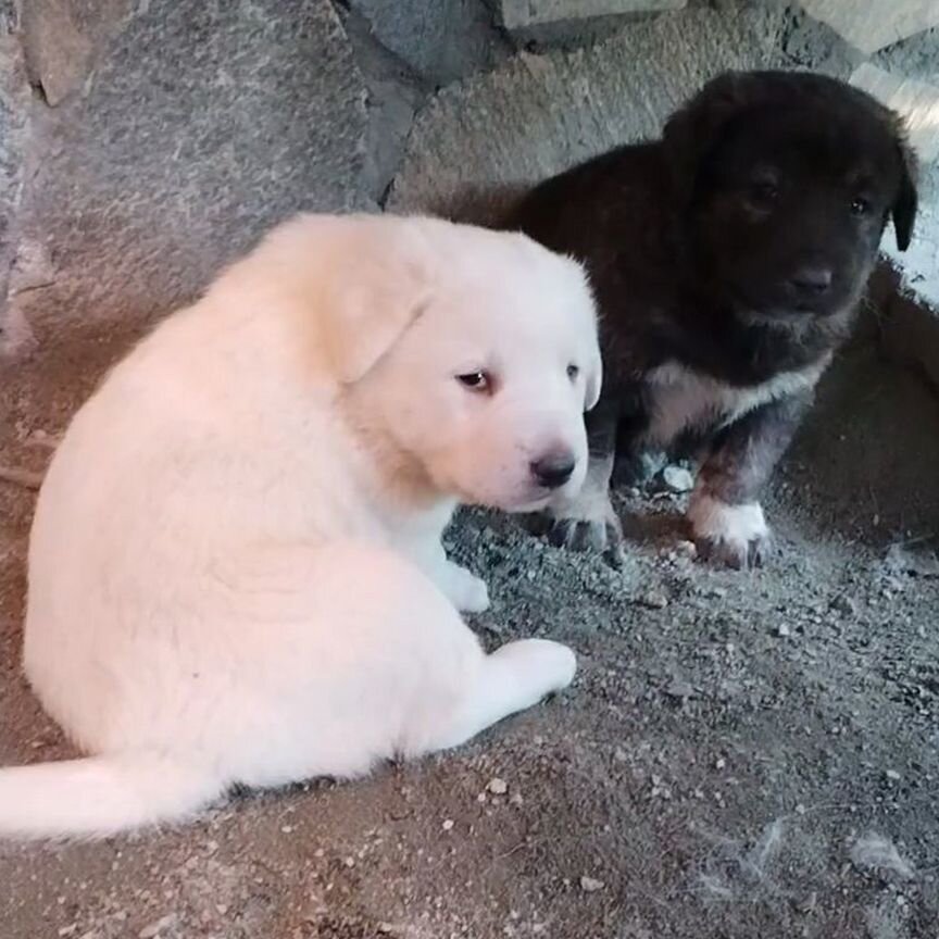 Щенки Маремма