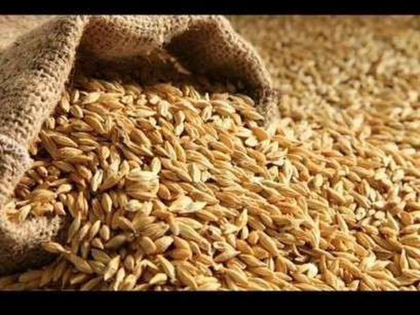 Зерно от производителя