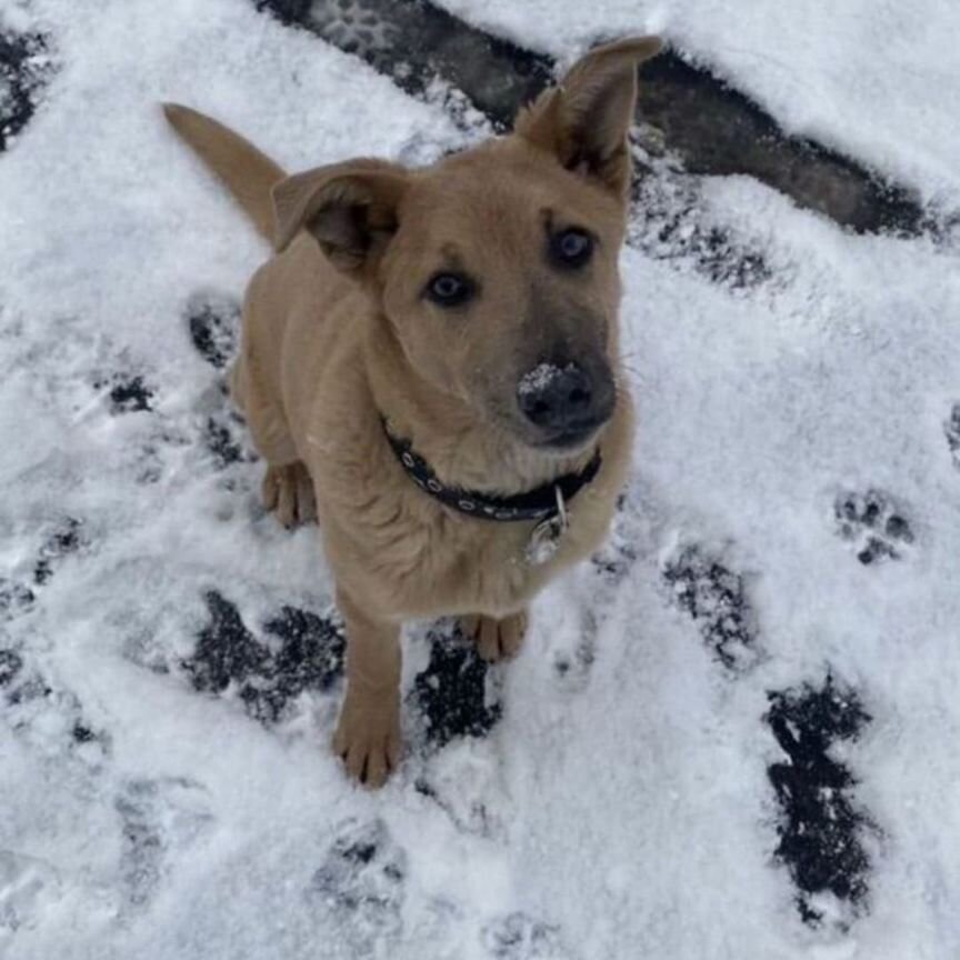 Щенок в добрые руки