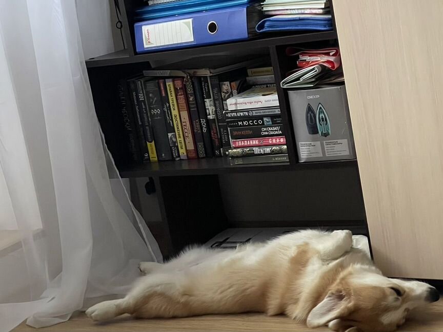 Вельш-корги пемброк девочка