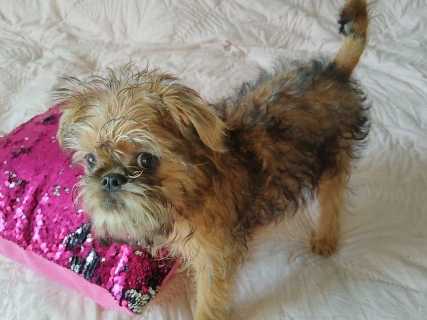 Щенки гриффона