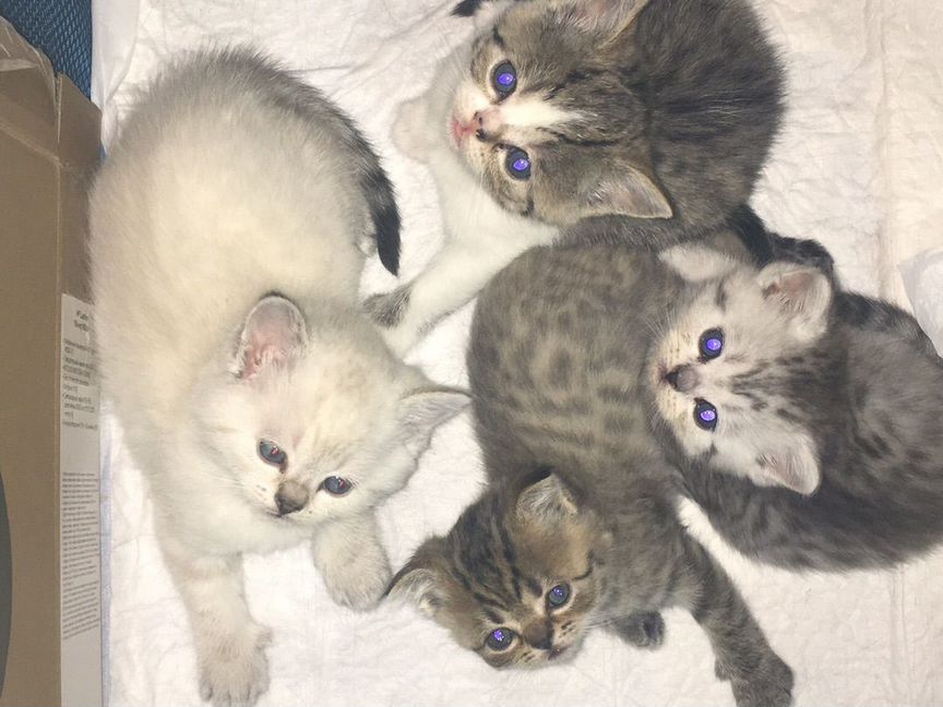 Шотландские котята
