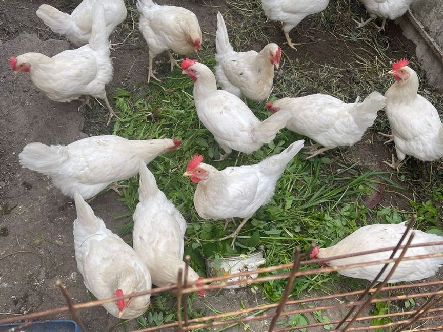 Молоденькие куры несушки.Несутся уже каждый день