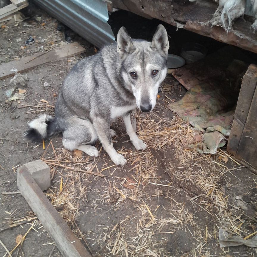 Собака в добрые руки