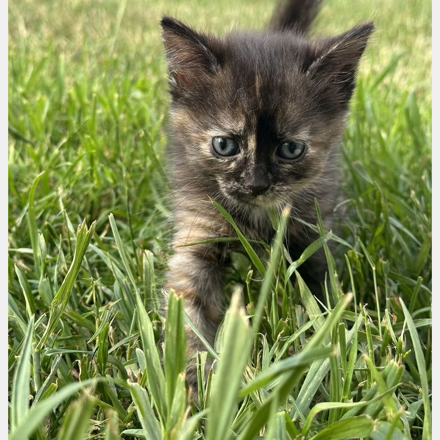 Котенок девочка