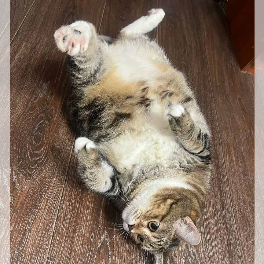 Шотландский кот