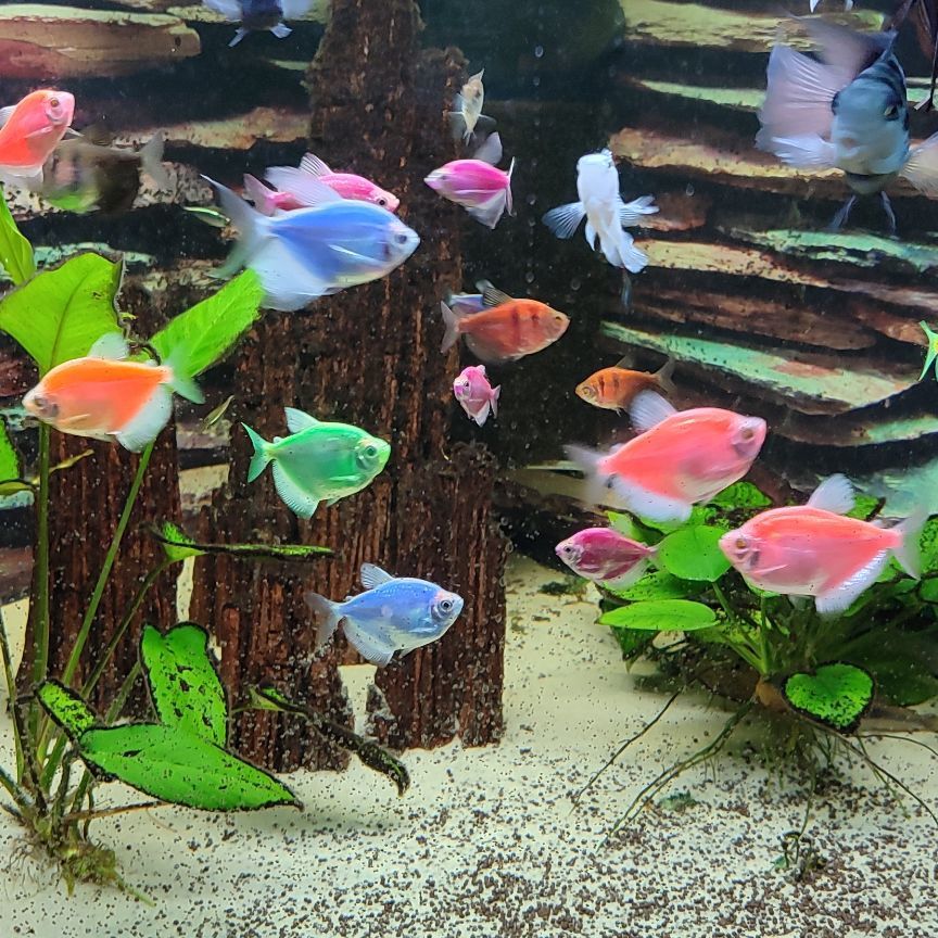 Рыбки тернеции