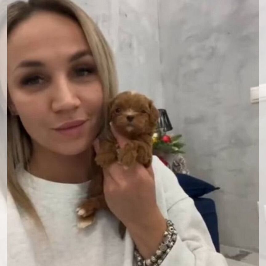 Мальтипу, щенок